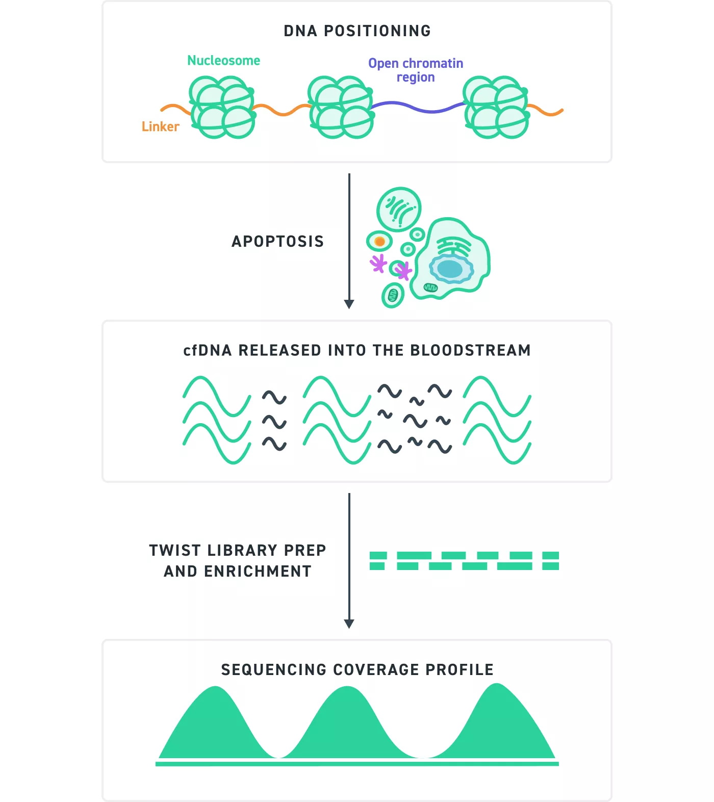 Twist Methylated UMI Adapters - TruSeq Compatible - Twist Bioscience